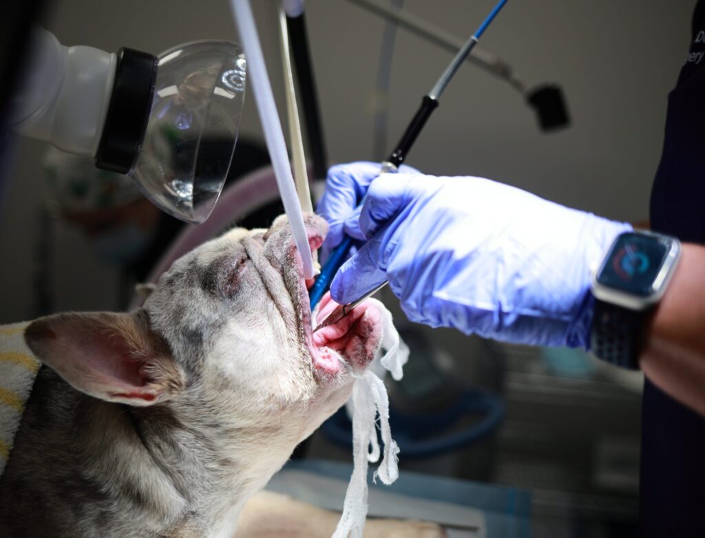Soft Tissue Surgery For Pets - Veterinary Specialists of Greater Atlanta